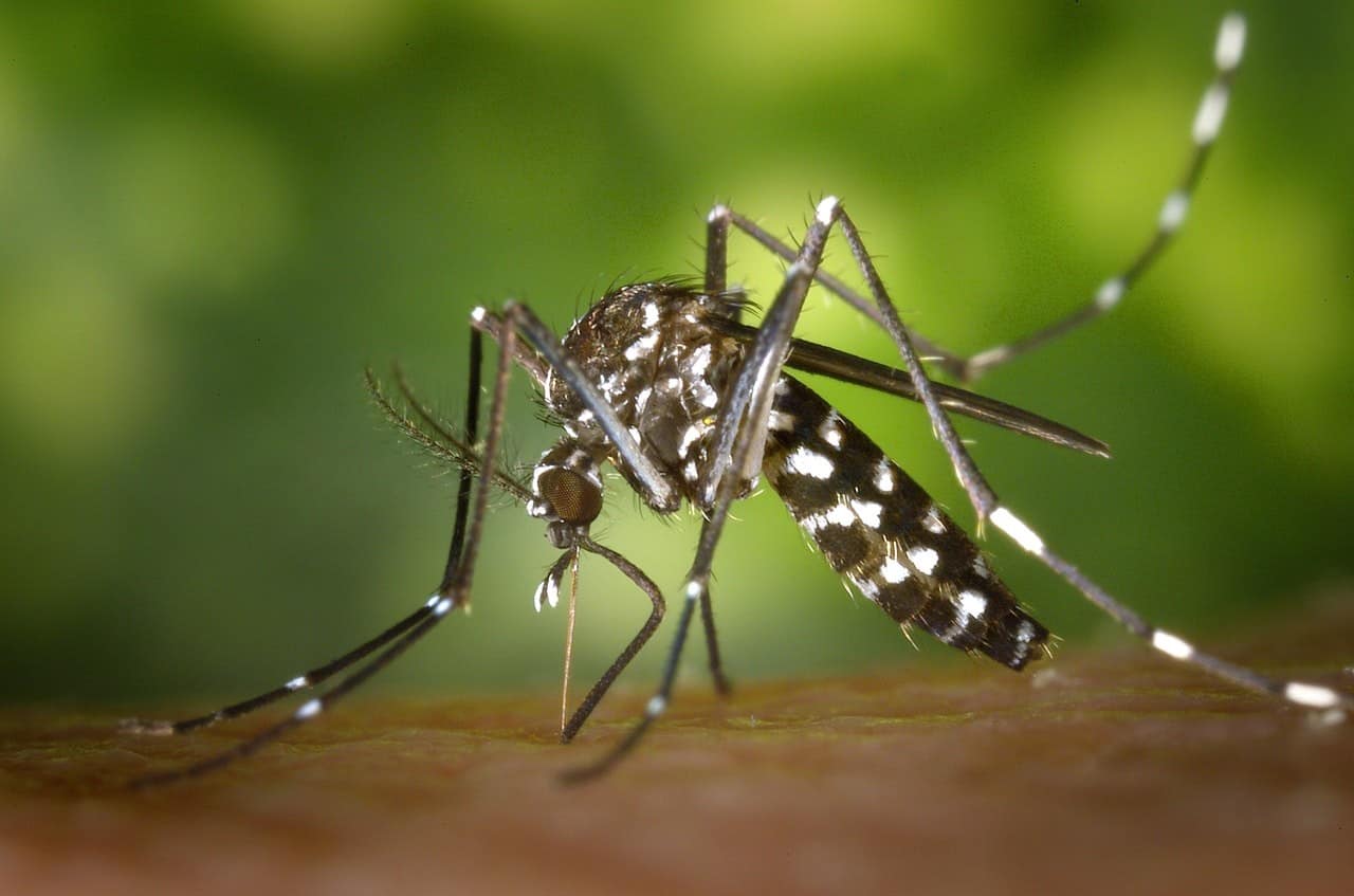 How to Stop Mosquito Bites from Itching - Mens Guide To Everything